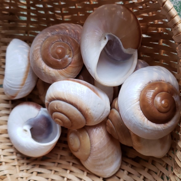 MoonSnail | Accents | Moon Shells Sea Snails 3 Mega | Poshmark